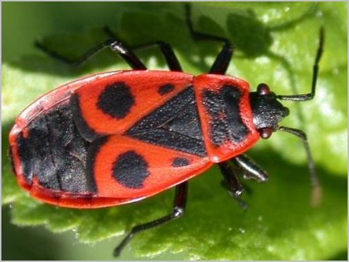 Trädgård. IT för Seniorer mm.: Underliga djur i vår Herres hage