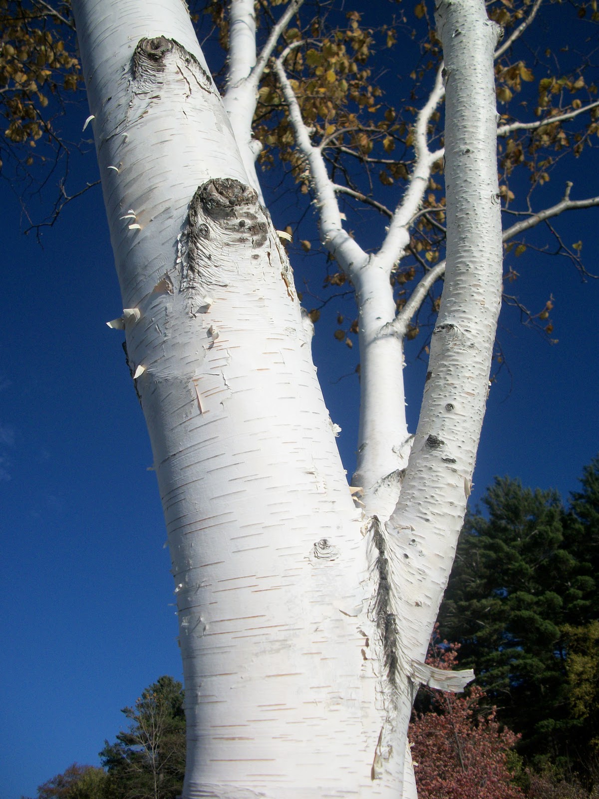 Writing Straight from the Heart: The Beauty of the Birch