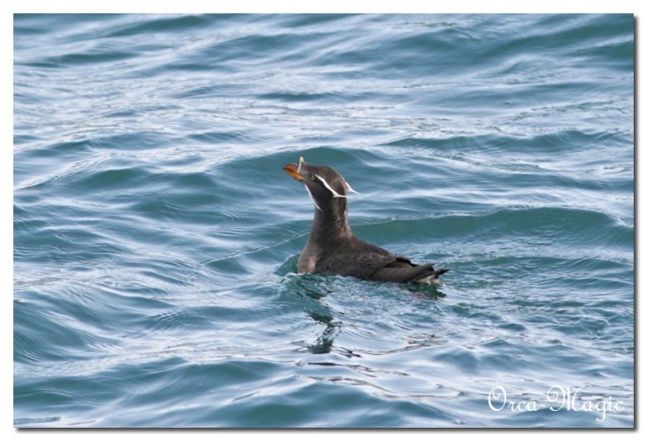 Prince of Whales blog: Ocean Magic Wildlife Adventure May 1