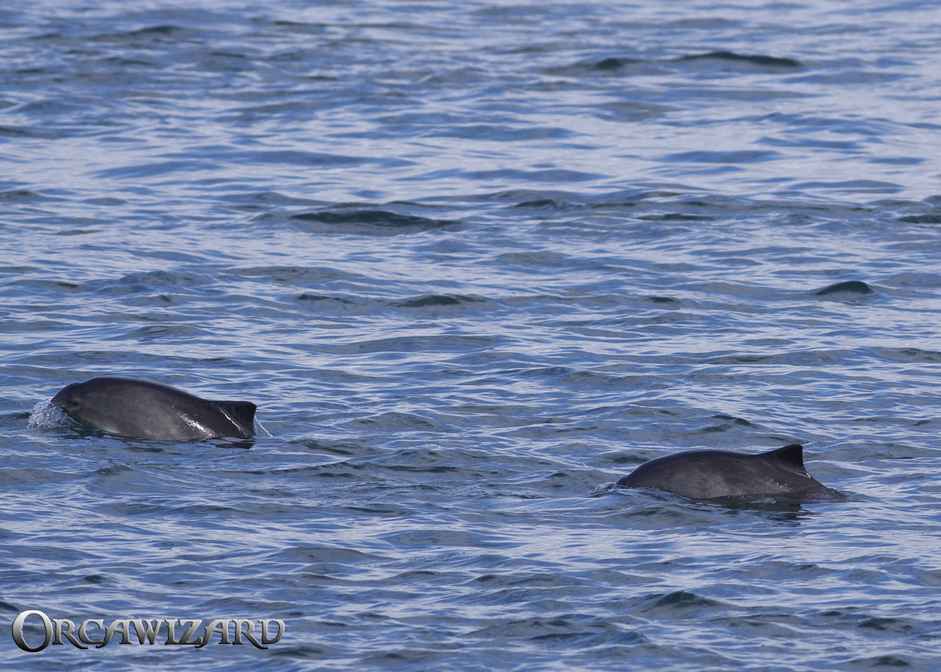 Prince of Whales blog: Ocean Magic Wildlife Adventure May 1