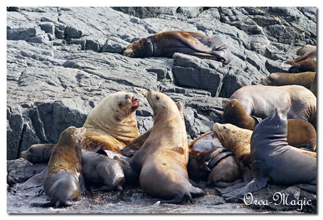 Prince of Whales blog: Ocean Magic Wildlife Adventure Aug 20 3:30pm