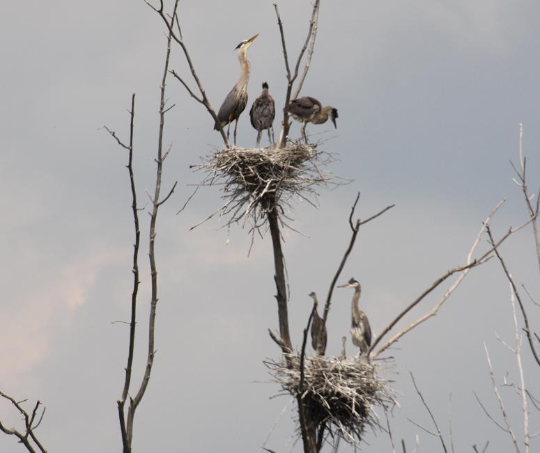 Michigan Exposures: Heron Nests