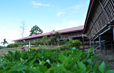 KINABALU: SABAH TEA GARDEN