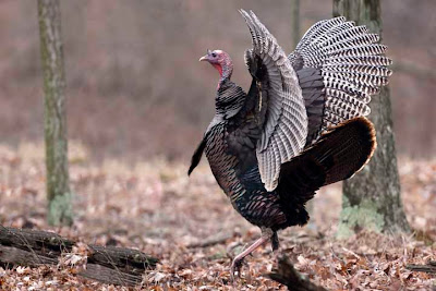 Pennsylvania Wildlife Photographer: 3/9/08 - 3/16/08