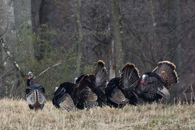 Pennsylvania Wildlife Photographer: More Spring Turkeys: PA Spring ...