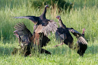 Pennsylvania Wildlife Photographer: Camera Critters: Wild Turkey Brawl