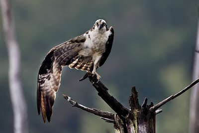 Pennsylvania Wildlife Photographer: Camera Critters: Osprey Encounter