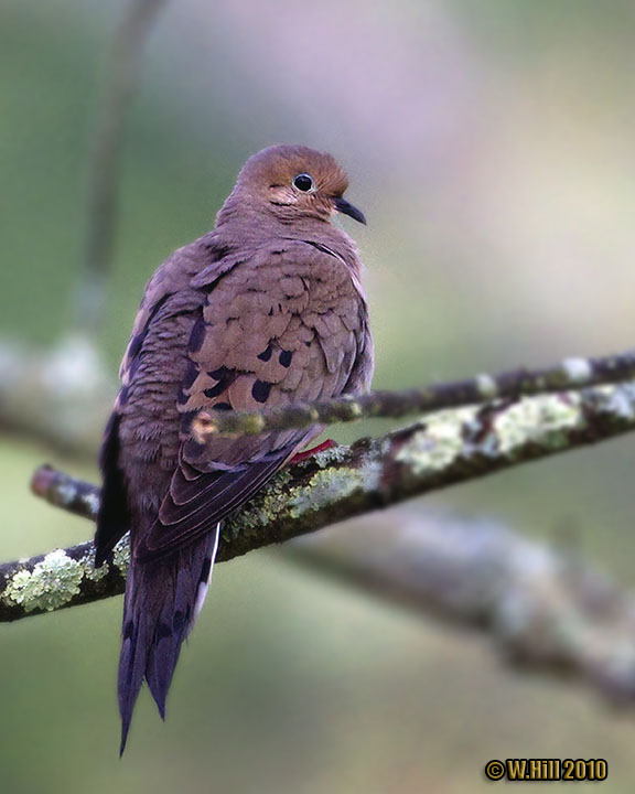 Pennsylvania Wildlife Photographer: 5/23/10 - 5/30/10