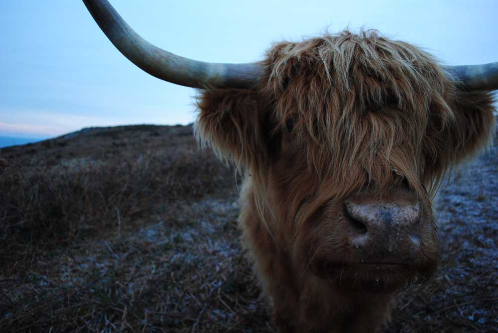 We Three, Ginger cats tales: At the turning of the day