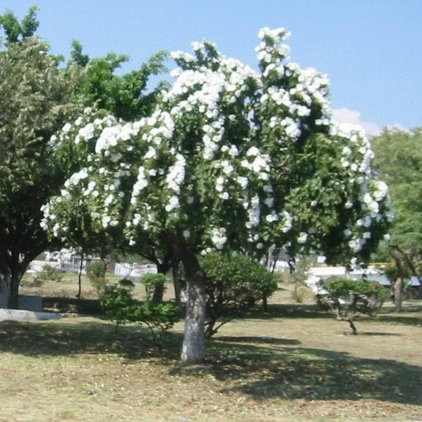 MANGOCHO: LOS CAZAHUATES