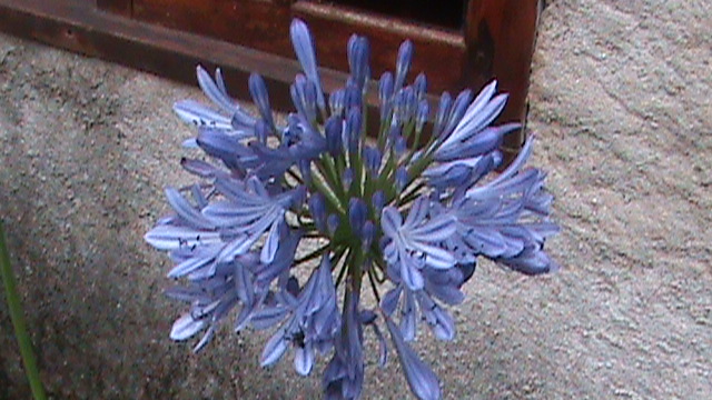 verde e tudo: Agapanthus Africanus (Agapanto) Flor Azul