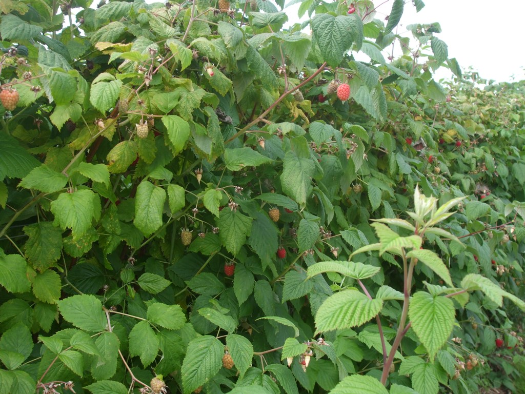 Memoirs of a Bed & Breakfast Owner: July 2010