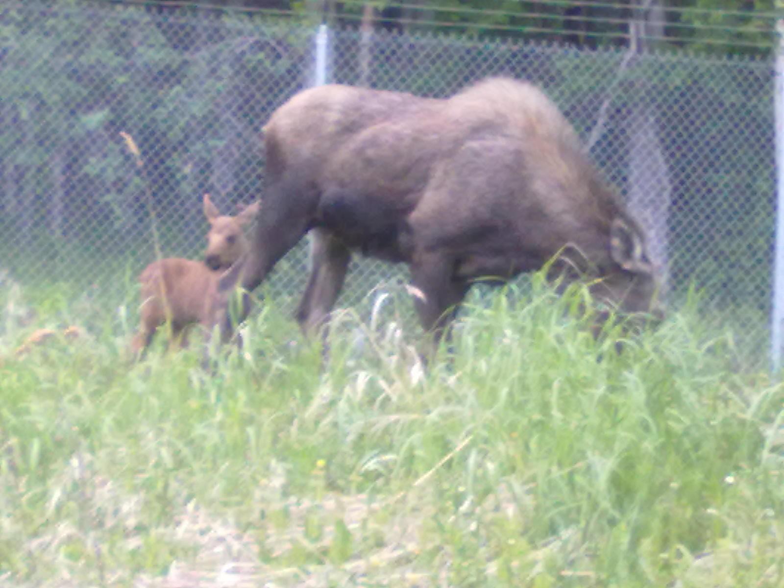 not even close to empty: Hugging a moose.