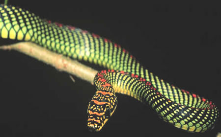 Zoologia: ¿Una serpiente voladora?