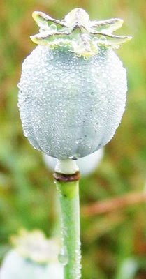 Viajes INcreíbles: Viajes increíbles: Nueva York, La ruta del opio, Brasil