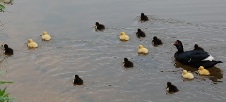 The Ducks of Central Park