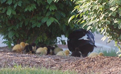 The Ducks of Central Park