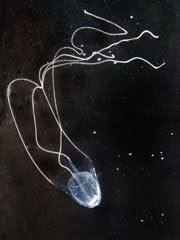 Bannanas: Portugisisk Örlogsman