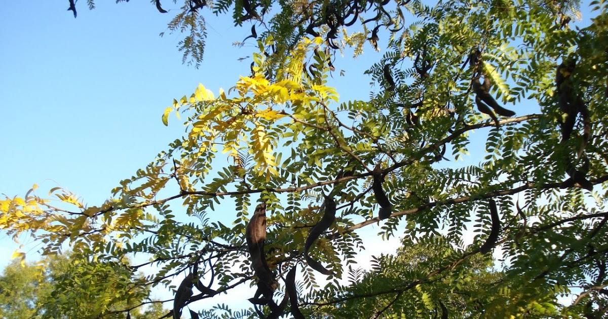 Washington DC Trees: The Locust Pod