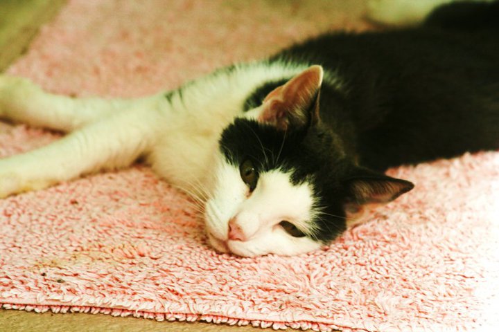 The Soap Bar Lazy Sunday Kittehs the-soap-bar-lazy-sunday-kittehs