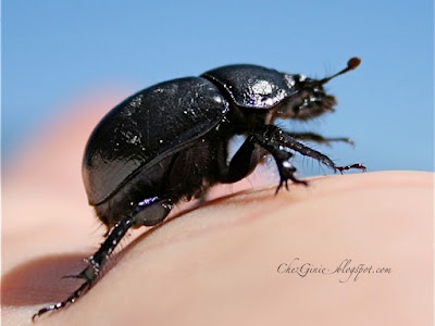 Chez Ginie: Mon escarbot