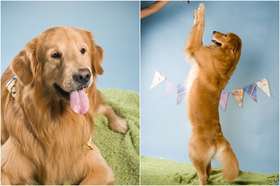 Mi mas reciente proyecto: Cacri foto mascotas - el gato goloso