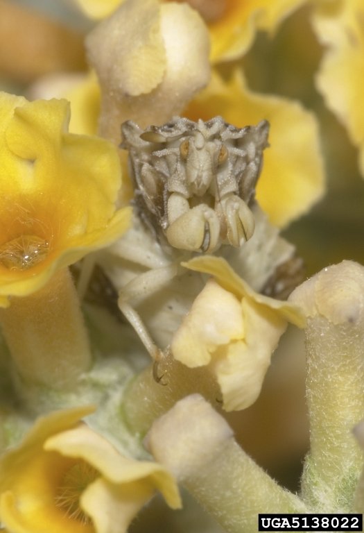 LinkNotes: Assassin Bugs, Predators That Trick Their Prey