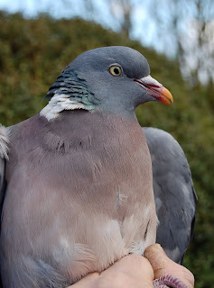 East Norfolk Ringing Group: Whoosh netting at Ormesby