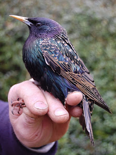 East Norfolk Ringing Group: Whoosh netting at Ormesby