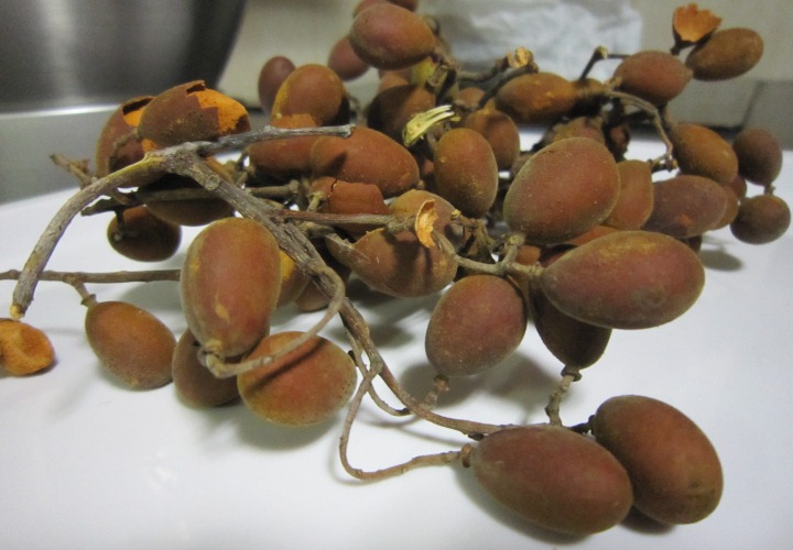 Tempos Modernos: Tsintsiva (ou Tchinchiva)