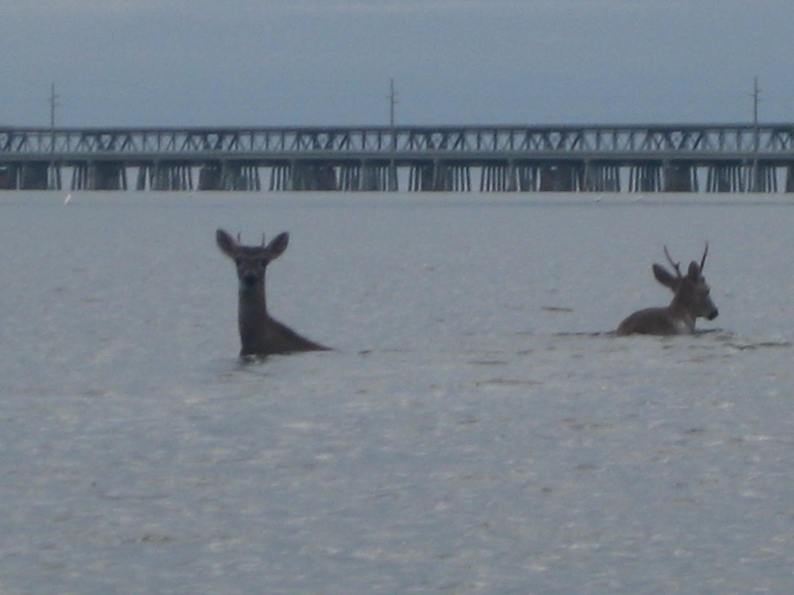 Dave's Yak Tales: No Name Key