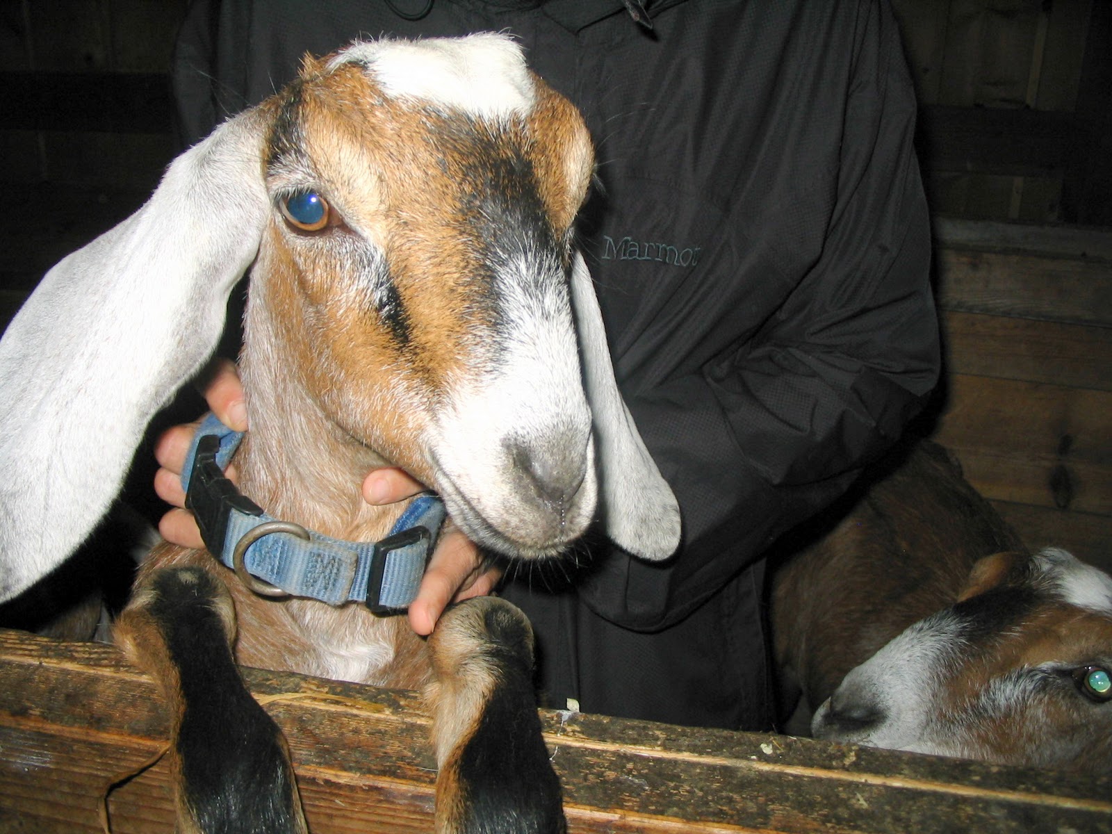 Whidbey Island Hobby Farm: Breeding our Goats