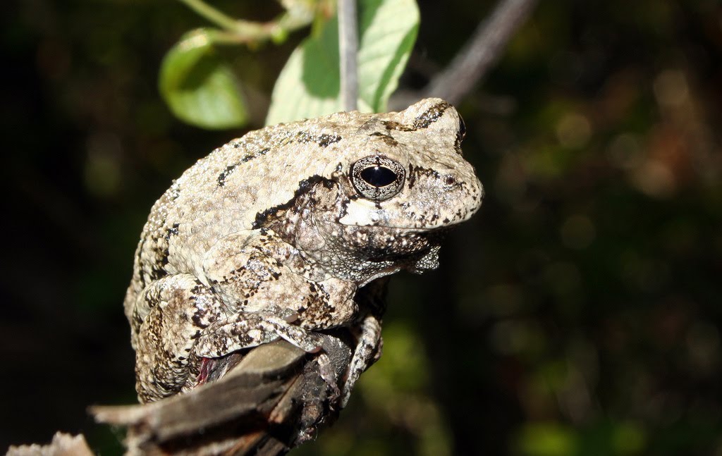 Bargain Hunting Treasure Seeker: Help! We're Being Invaded by Tree Frogs!!