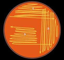 4L2M Velarde Hernandez MESA 5: PRACTICA No. 3