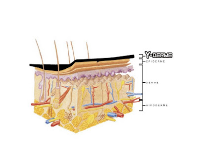 Y derme: Y DERME