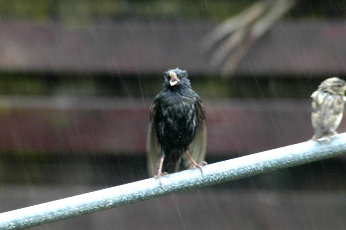 Grandad's photos: Birds in the Rain