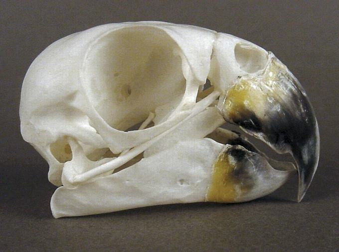 Kiwi's Angels: Parrot Skulls