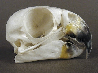 Kiwi's Angels: Parrot Skulls
