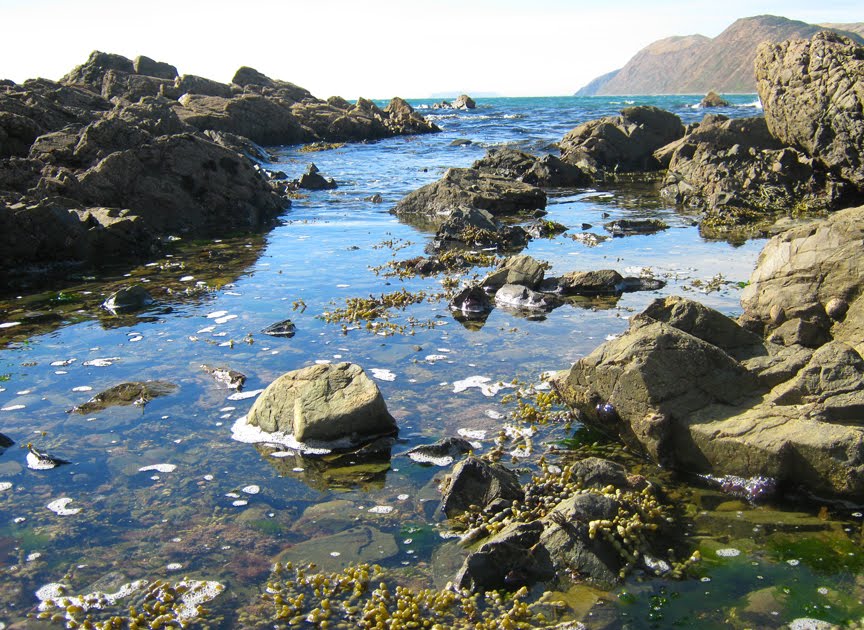 Wellington Daily Photo: #1035 ... Rocky Shore