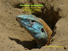 Cultura Culinaria CULINARY CULTURE: Lagartijas para el Inca