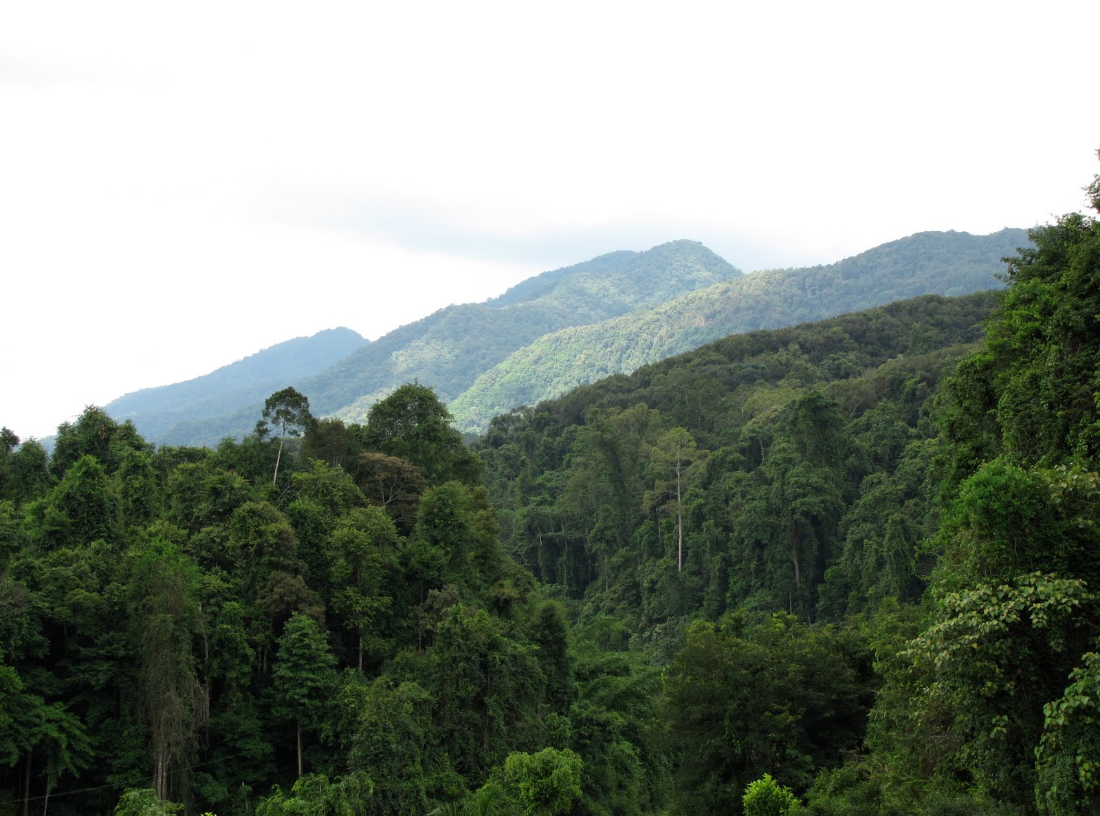 Ecology in SE Asian Rainforests-Jesse Lasky: Research in Xishuangbanna
