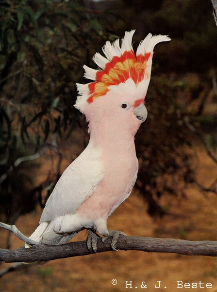 Fator-Psi: "Cracatua" ou Cacatua?