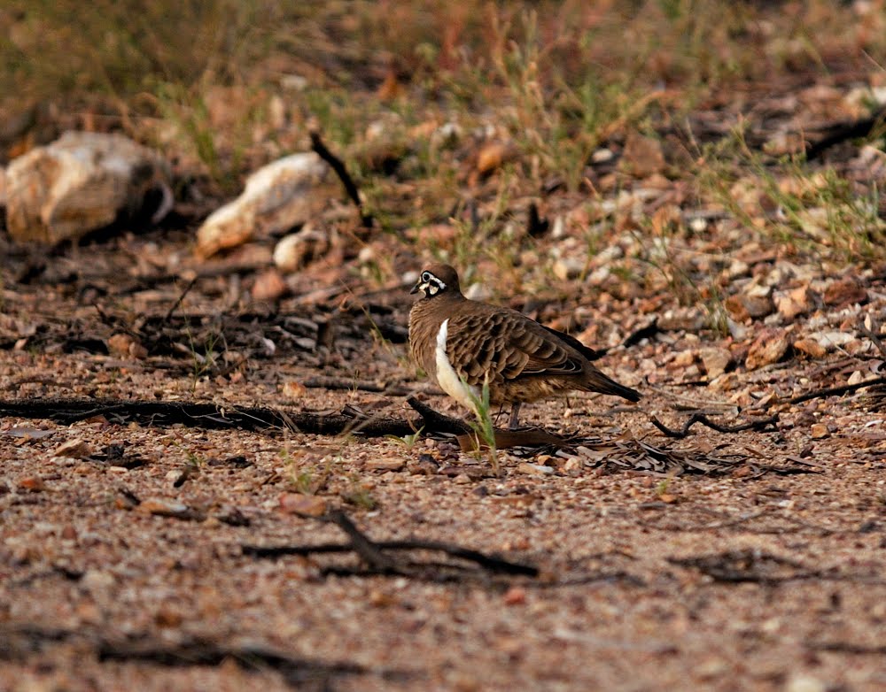 A Big Year: An SEQ Birding Adventure
