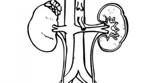 Aparato Excretor Para Colorear