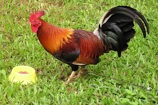 Tilaok: The Lemon: Duke Hulsey's legacy to Philippine cockfighting