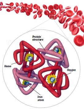 Indistinct Cries in ER: What is Hemoglobin?