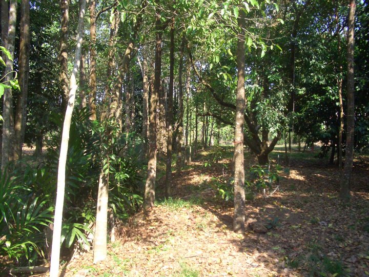 All About GAHARU: Budidaya Gaharu