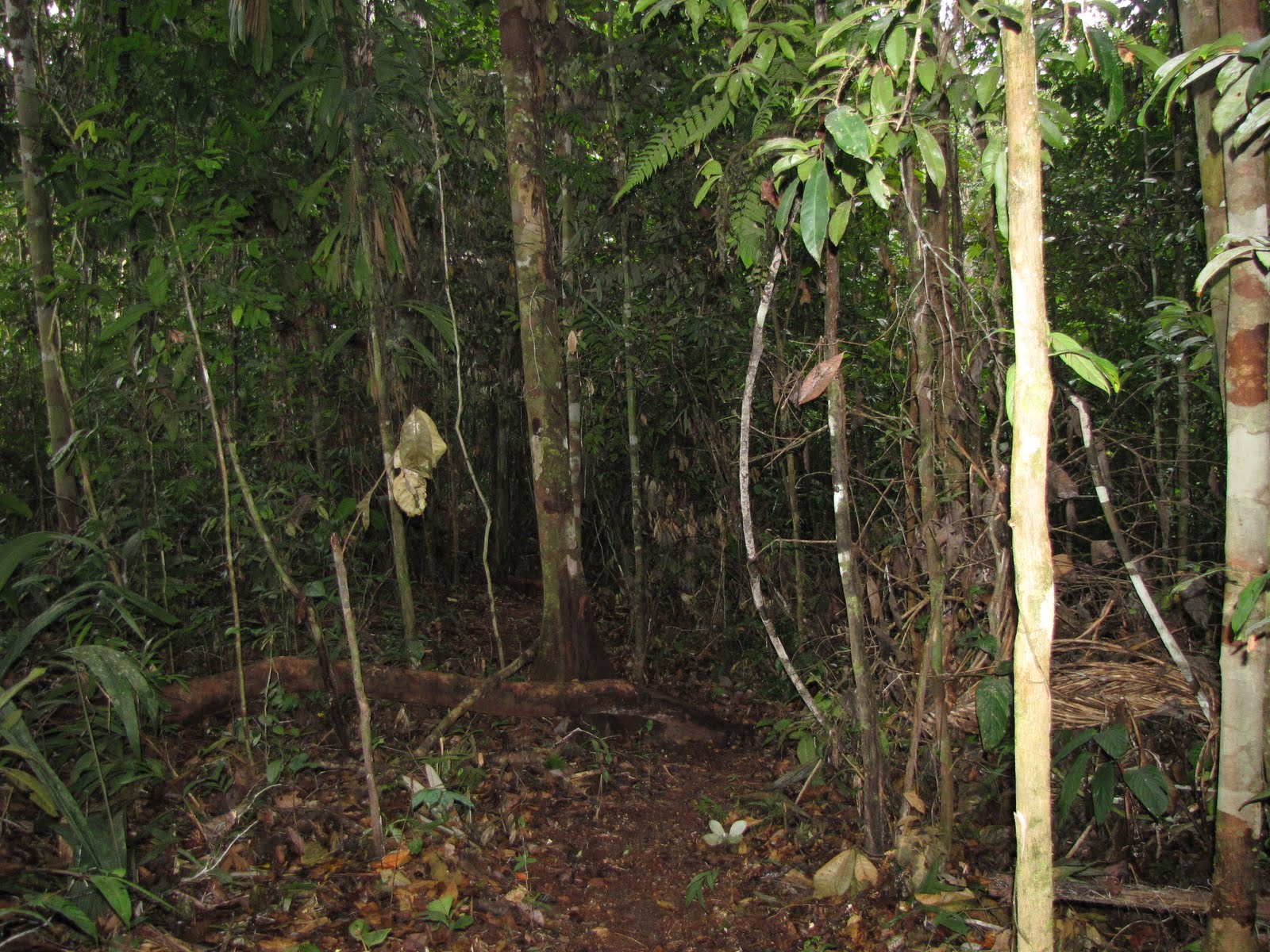 Combustão de Biomassa da Floresta Amazônica: Fotos e Fatos na Amazônia ...