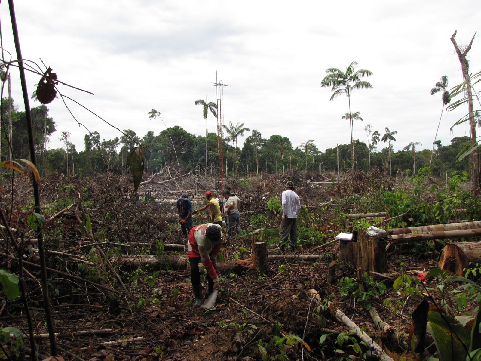 Combustão de Biomassa da Floresta Amazônica: Fotos e Fatos na Amazônia ...
