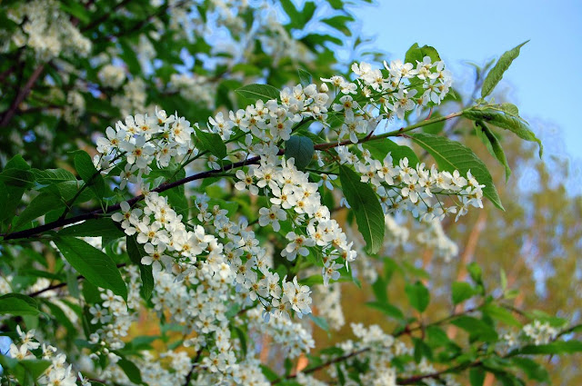 Heggen blomstrer! - "Prunus Padus"